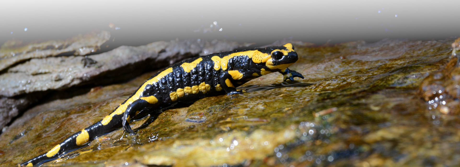 Feuersalamander