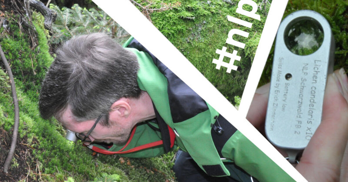 Moose - Uralte Überlebenskünstler