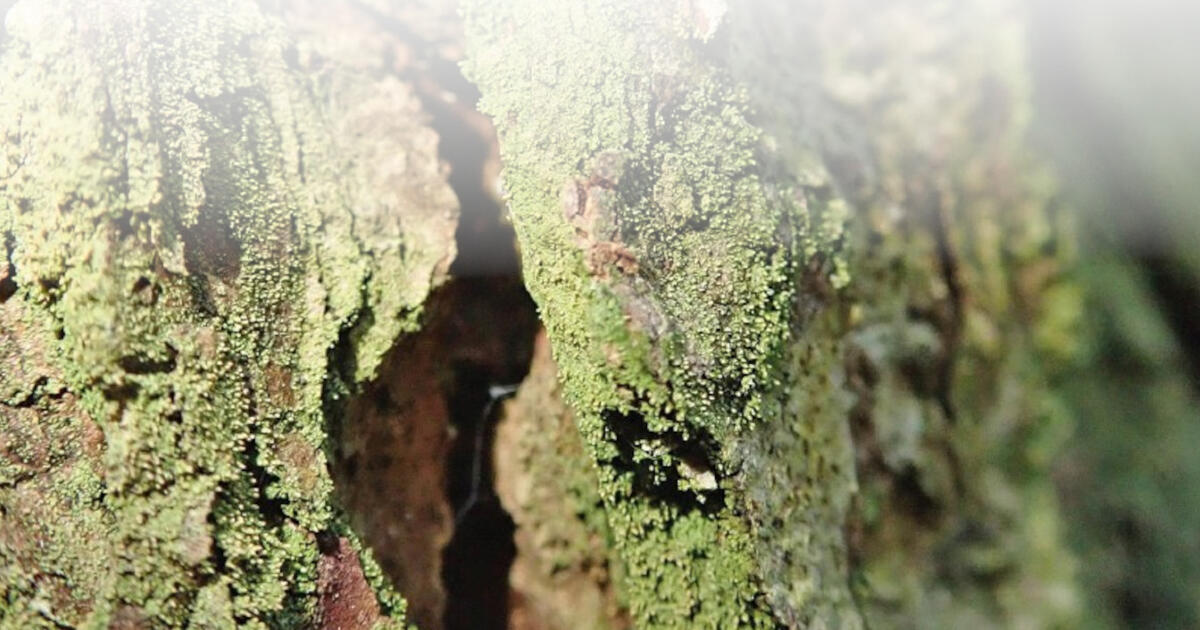Neu für Baden-Württemberg: die Flechte Micarea pycnidiophora