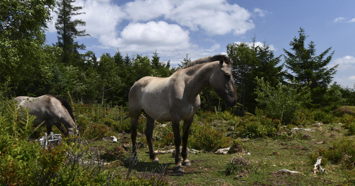 Die Koniks sind wieder auf den Grinden